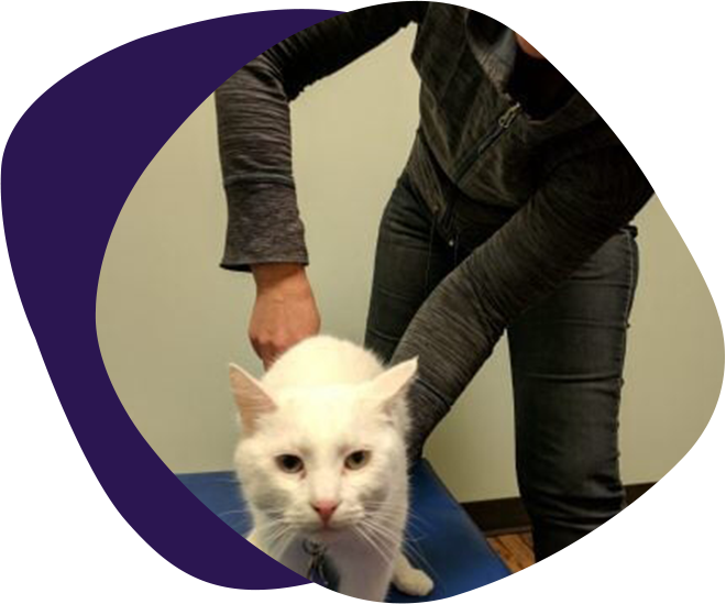 AAHA - Vet in Red Deer | Cedarwood Veterinary Hospital