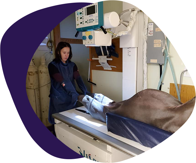 Diagnostics - Vet in Red Deer | Cedarwood Veterinary Hospital