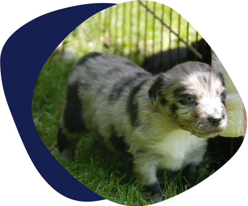 Reproduction and Breeding Services - Vet in Red Deer | Cedarwood ...